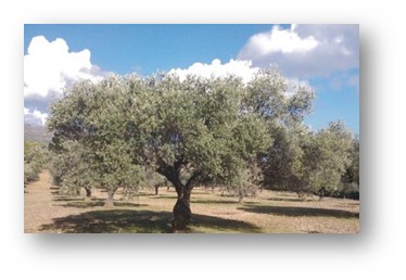 ΠΑΡΟΧΗ ΥΠΗΡΕΣΙΩΝ ΤΟΥ Α.Σ. ΚΕΡΑΤΕΑΣ ΓΙΑ ΤΟ ΝΕΟ ΕΛΑΙΟΚΟΜΙΚΟ ΜΗΤΡΩΟ ...